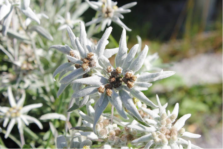 Getting To Know The Edelweiss