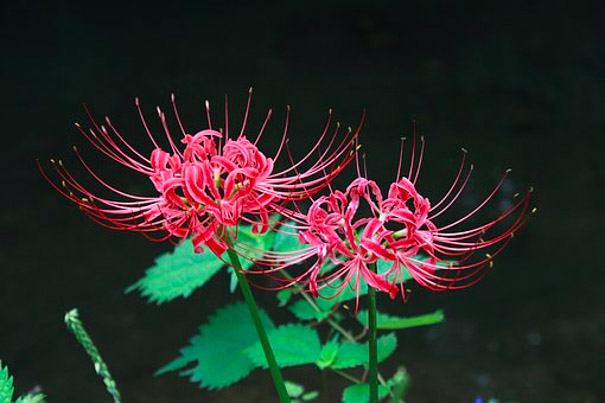 Lycoris Radiata, Beautiful Red Flowers That Aren't as Pretty as Their ...
