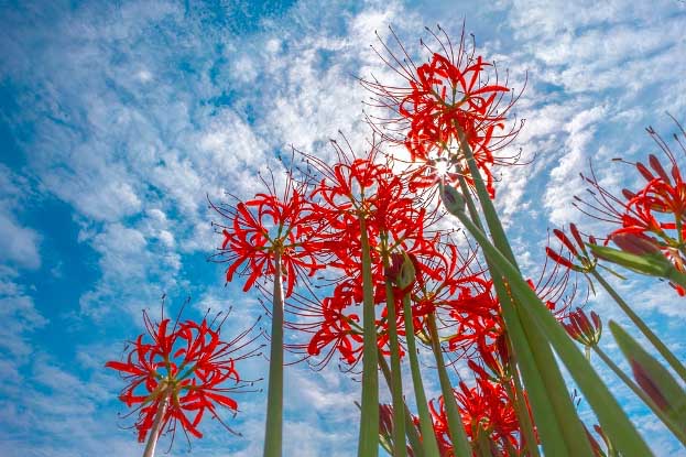 Lycoris Radiata, Beautiful Red Flowers That Aren't as Pretty as Their ...