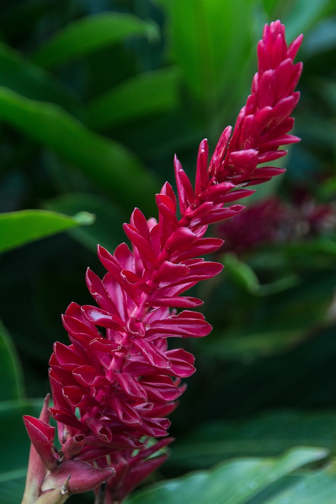 Ginger Root Plant Flower Red Alpinia Purpurata Ginger Plant Bulb 1 PK