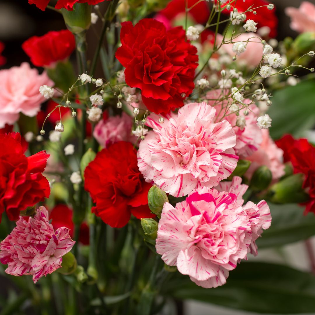 Valentine Carnations