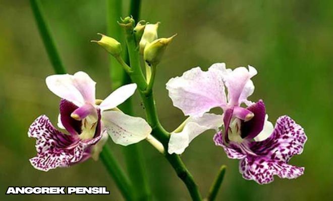 20 Jenis Bunga Orchid Terpopuler di Indonesia yang Wajib Diketahui