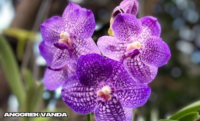 20 Jenis Bunga Orchid Terpopuler di Indonesia yang Wajib Diketahui