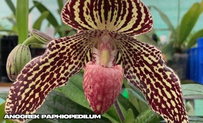 20 Jenis Bunga Orchid Terpopuler di Indonesia yang Wajib Diketahui