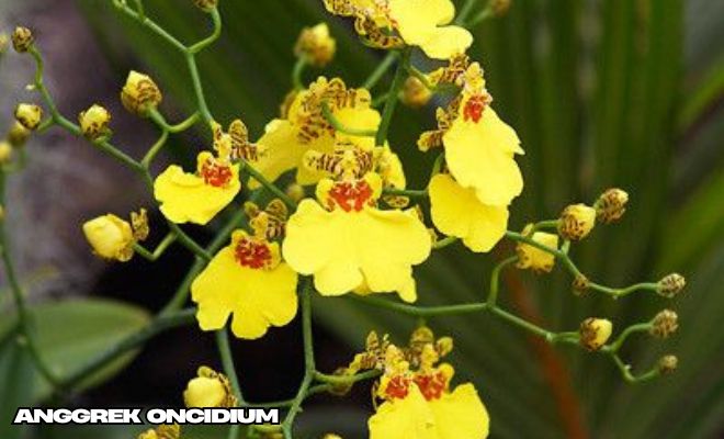 20 Jenis Bunga Orchid Terpopuler di Indonesia yang Wajib Diketahui