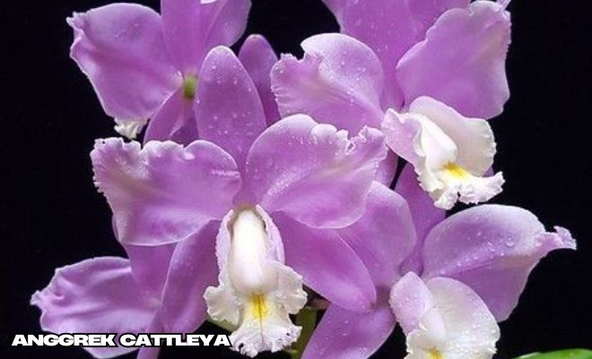 20 Jenis Bunga Orchid Terpopuler di Indonesia yang Wajib Diketahui