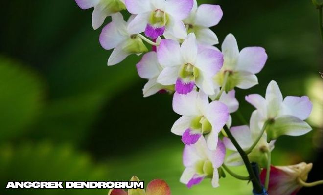 20 Jenis Bunga Orchid Terpopuler di Indonesia yang Wajib Diketahui