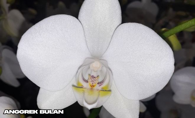20 Jenis Bunga Orchid Terpopuler di Indonesia yang Wajib Diketahui