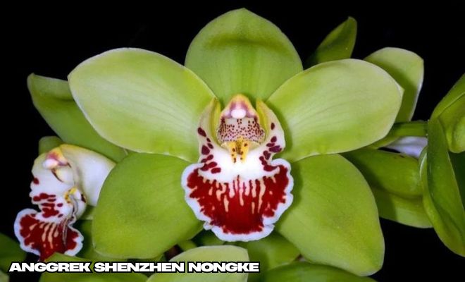 20 Jenis Bunga Orchid Terpopuler di Indonesia yang Wajib Diketahui
