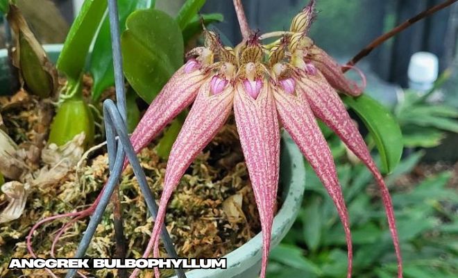 20 Jenis Bunga Orchid Terpopuler di Indonesia yang Wajib Diketahui