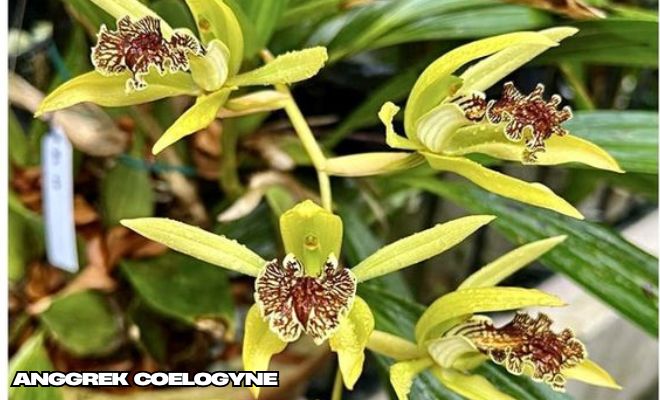20 Jenis Bunga Orchid Terpopuler di Indonesia yang Wajib Diketahui