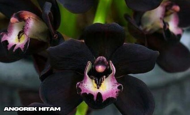 20 Jenis Bunga Orchid Terpopuler di Indonesia yang Wajib Diketahui