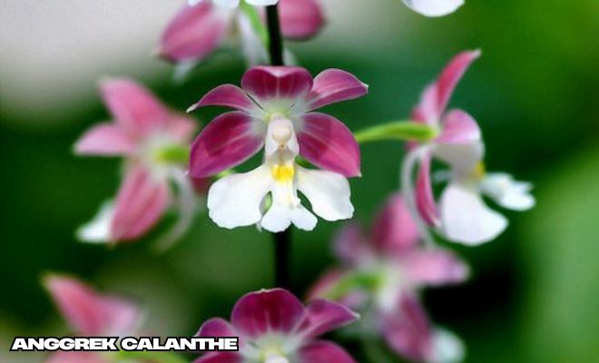 20 Jenis Bunga Orchid Terpopuler di Indonesia yang Wajib Diketahui