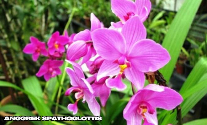 20 Jenis Bunga Orchid Terpopuler di Indonesia yang Wajib Diketahui